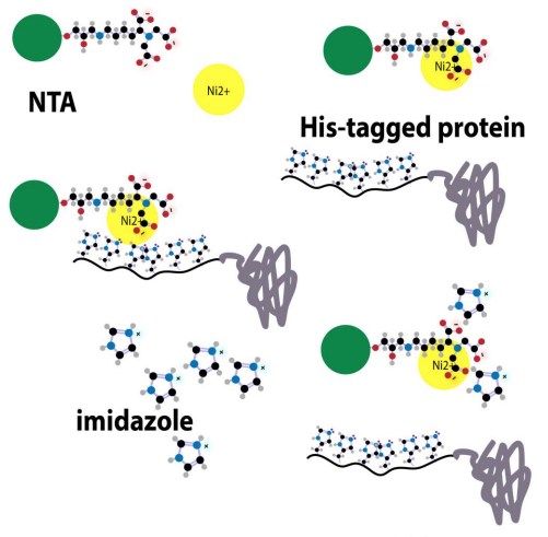 How to choose between affinity tags for protein purification