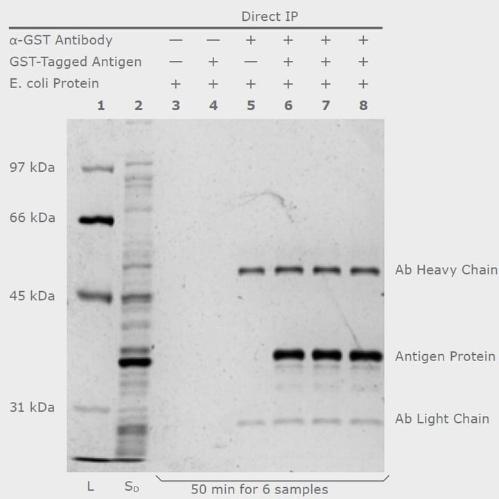 High performance immunoprecipitation (HPIP) - Direct IP method | Biotage