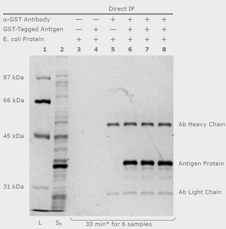 High performance immunoprecipitation (HPIP) - Indirect IP method | Biotage
