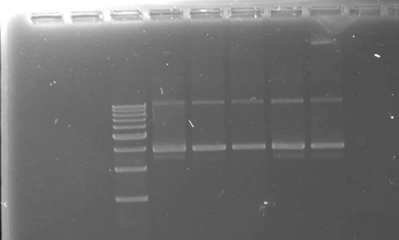 Fully automated plasmid purification for transient transfection and ...