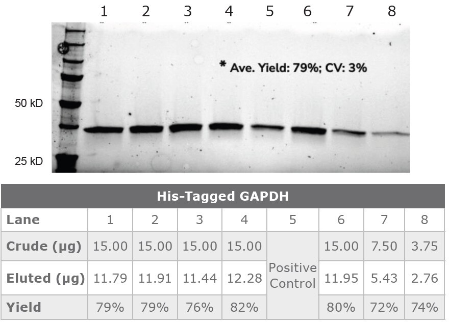 Automated protein purification with PhyTip® columns on the OT-2 | Biotage