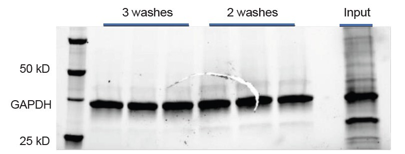Automated protein purification with PhyTip® columns on the OT-2 | Biotage