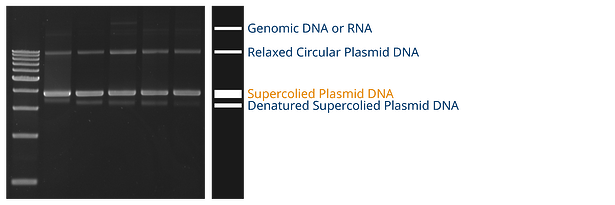 How to check the quality of plasmid DNA | Biotage
