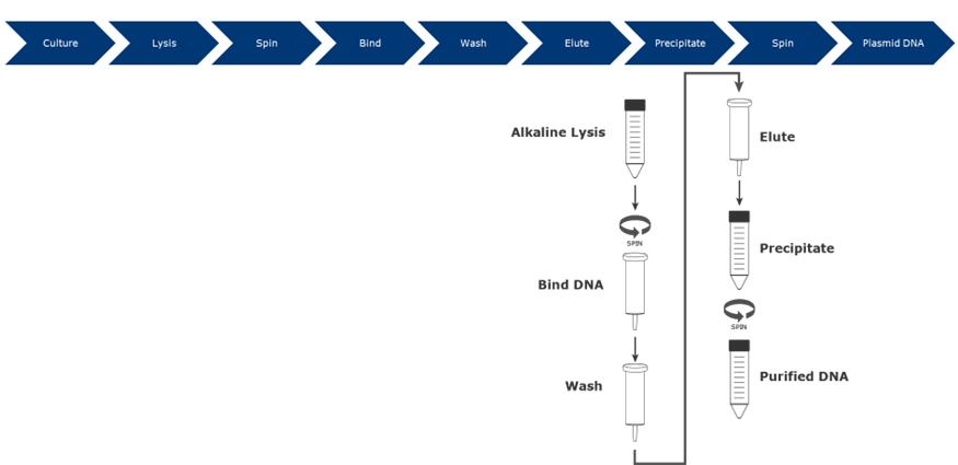 Plasmid purification – strategies and costs | Biotage