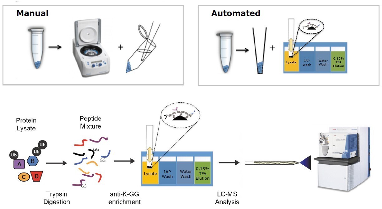Accelerating high throughput protein purification using PhyTip® columns ...