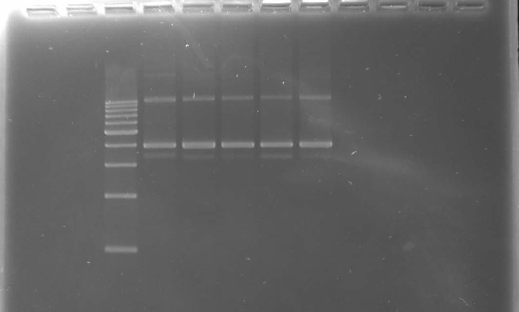 Fully automated plasmid purification for transient transfection and ...